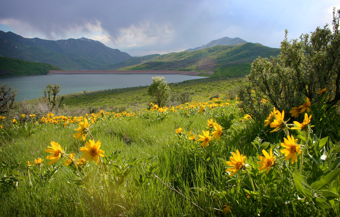 Little Dell Reservoir - Spring Flowers - Michael Bradshaw